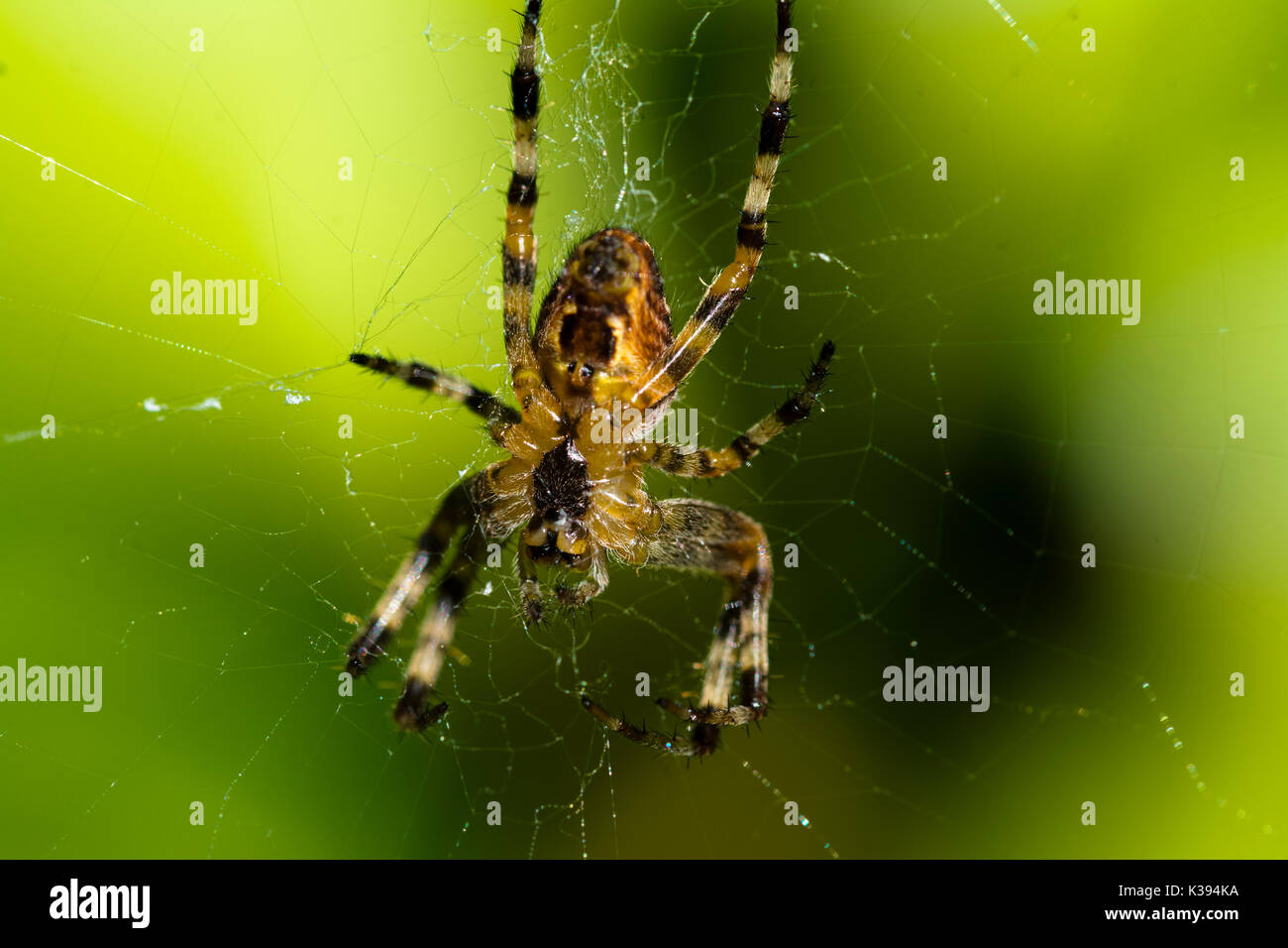 Spider on its web Stock Photo - Alamy