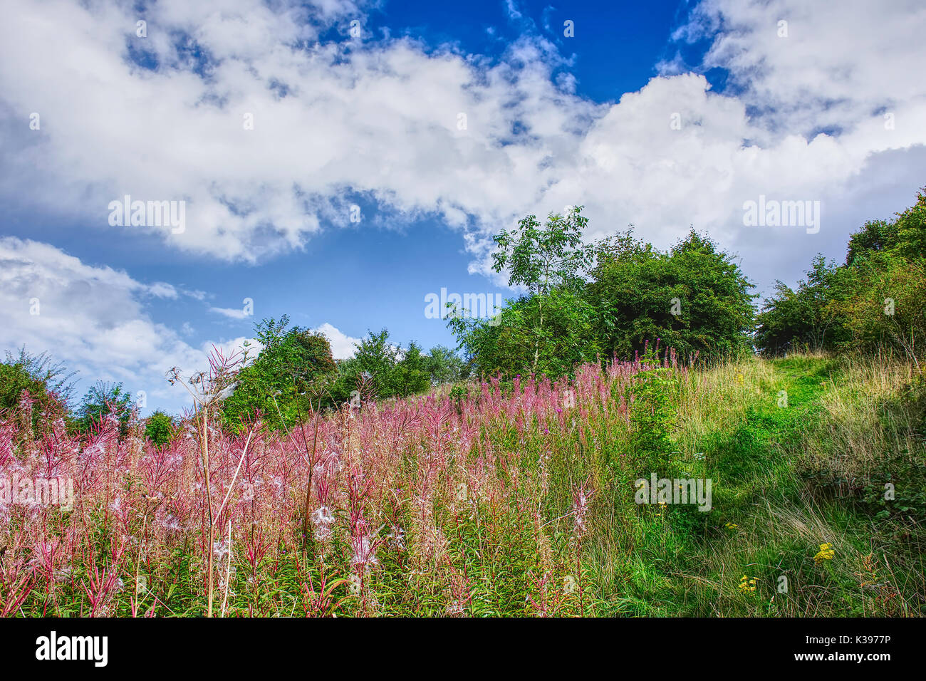 British meadow landscape in late summer,blue sky and clouds,Stoke on ...