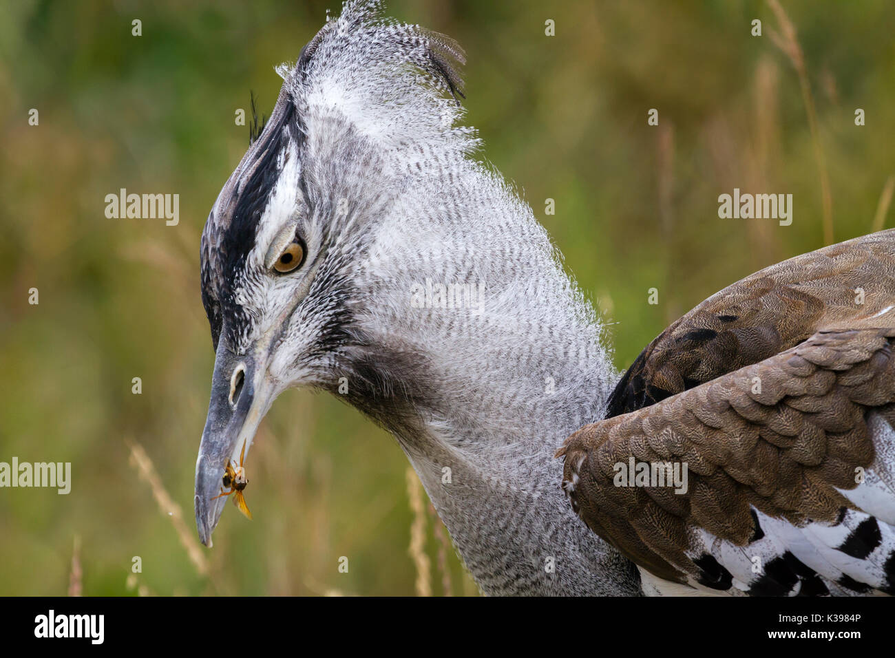 Kori bustard (Ardeotis kori) catching bee Stock Photo - Alamy