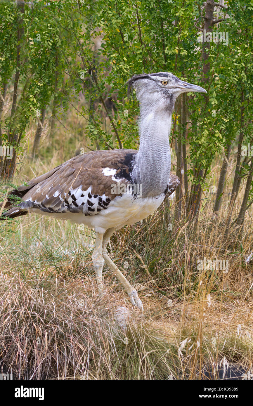 Kori bustard (Ardeotis kori) catching bee Stock Photo - Alamy
