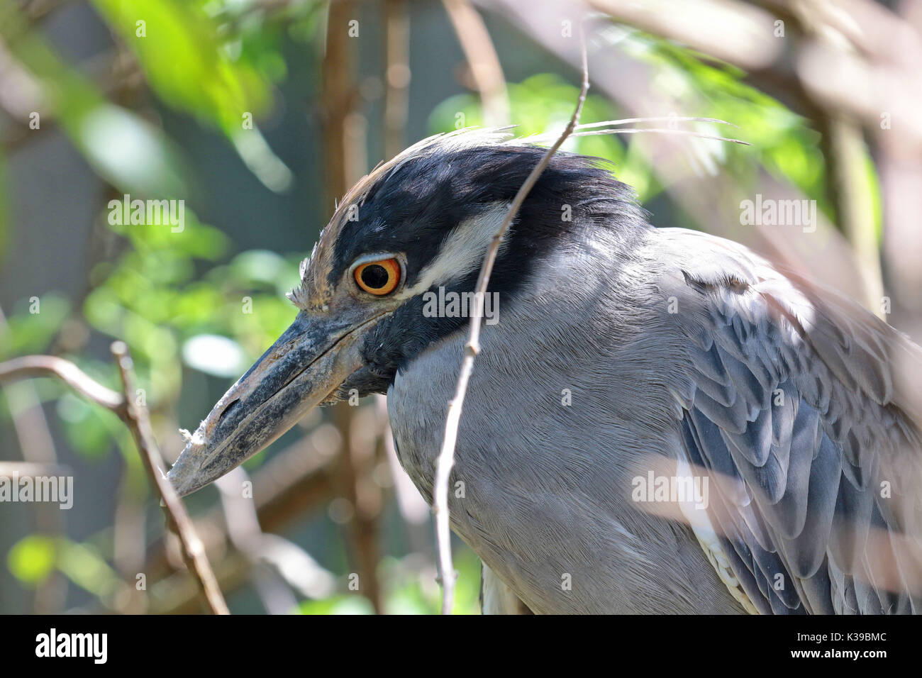 Heron florida hi-res stock photography and images - Alamy