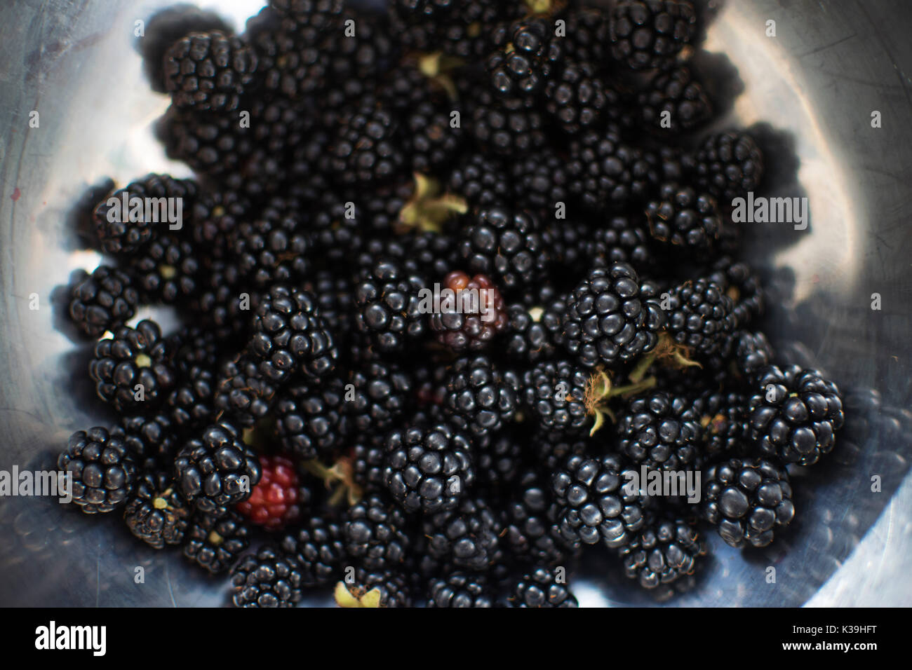 Wild fruit (blackberry) foraging in the Welsh countryside. Harriet ...