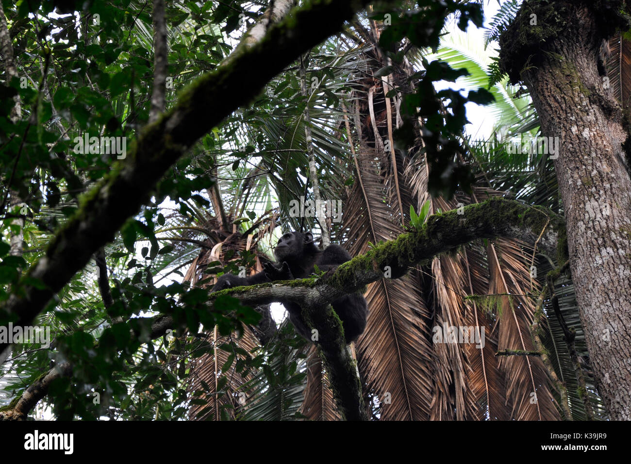 Uganda, Kibale Park, Chimpanzee in the forest Stock Photo - Alamy