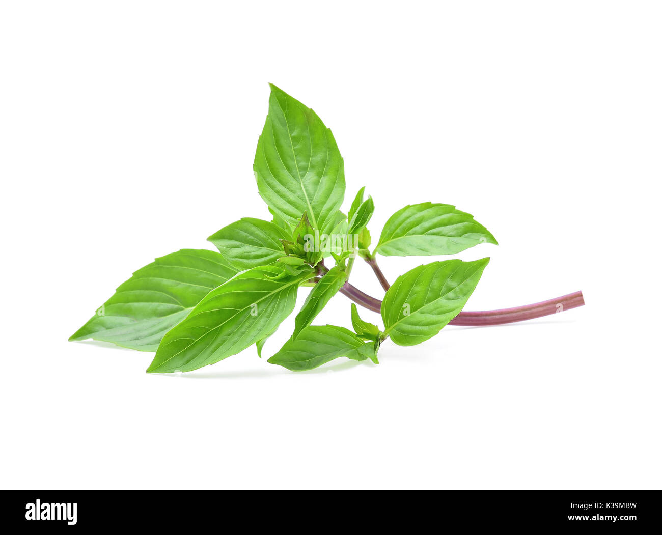 Sweet Basil isolated on white background Stock Photo - Alamy