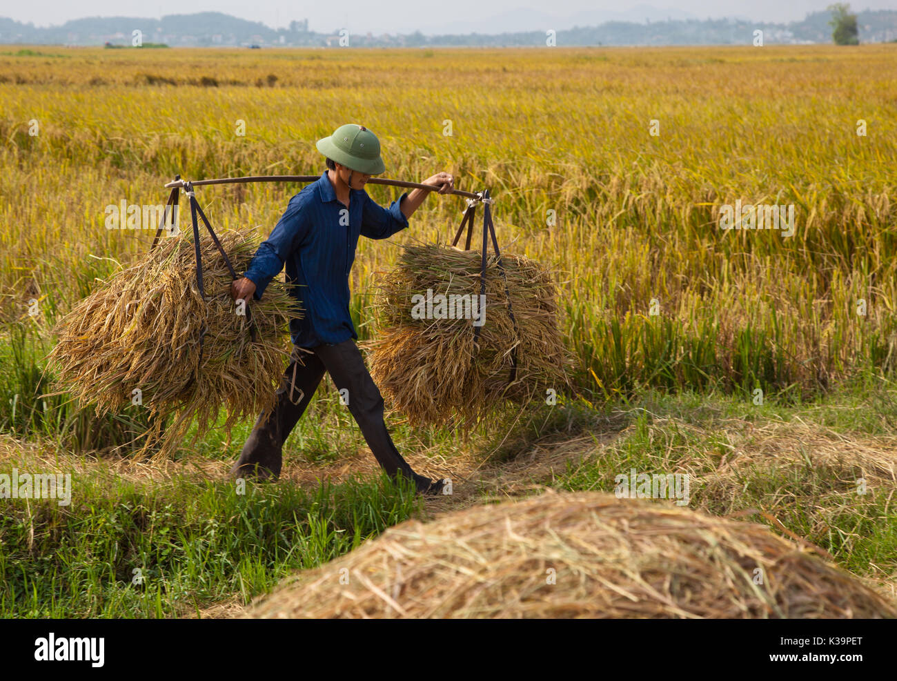 North Vietnamese farmer harvests field on Oct 25, 2011 Stock Photo - Alamy