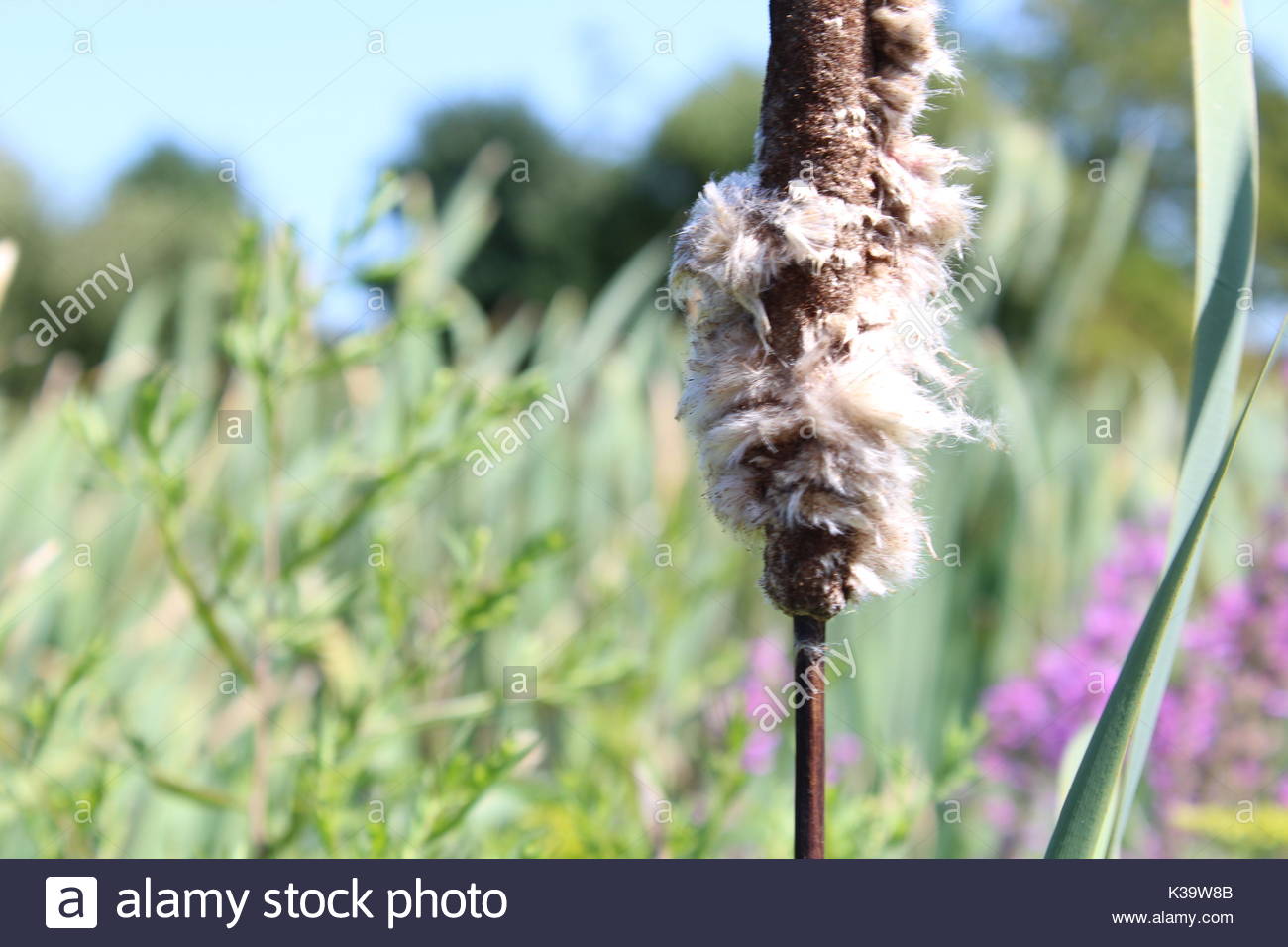 Tails Plants High Resolution Stock Photography and Images - Alamy