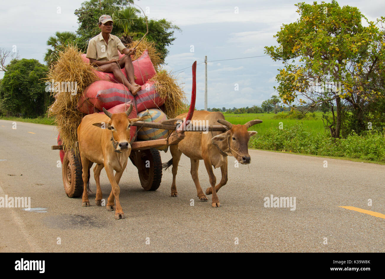 Farmer with ox cart with hay hi-res stock photography and images - Alamy
