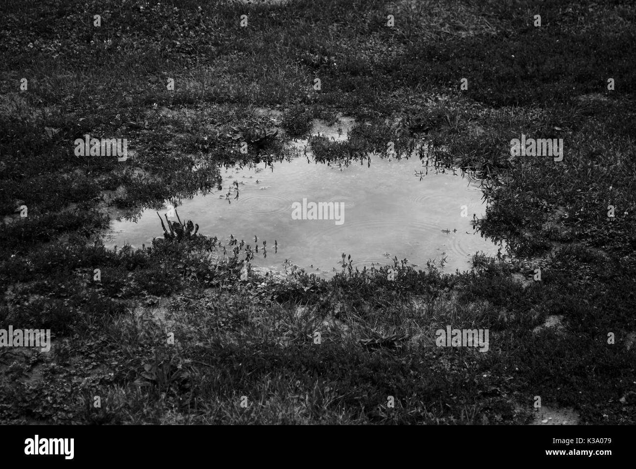 Small rain puddle near the river Stock Photo - Alamy