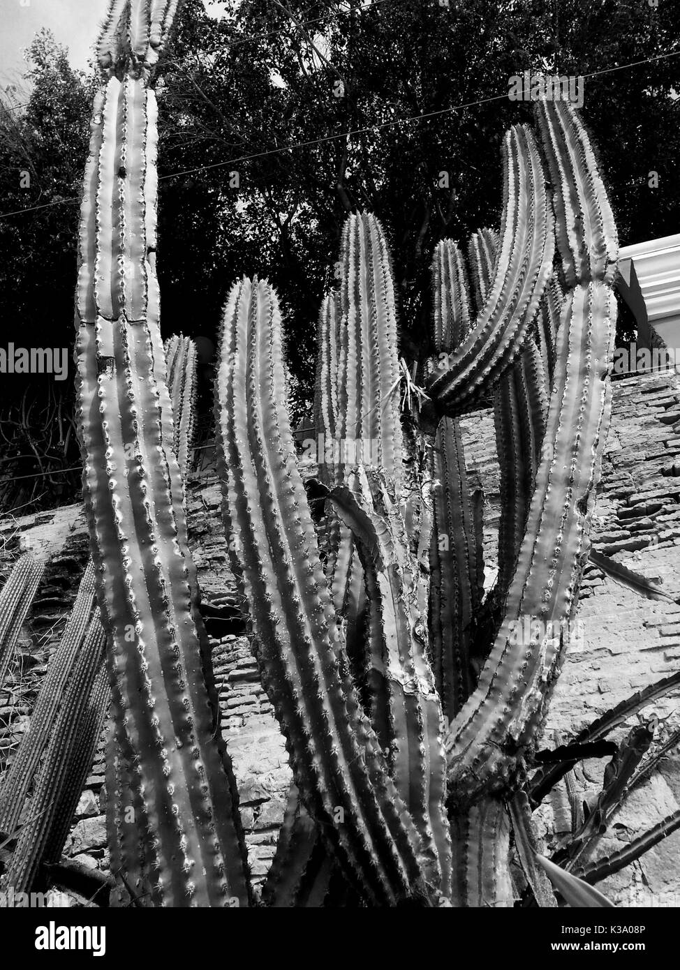 Cactus plants Black and White Stock Photos & Images - Alamy