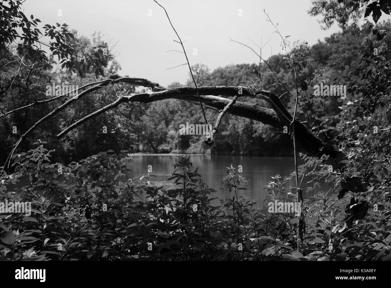 Riverside nature Black and White Stock Photos & Images - Alamy