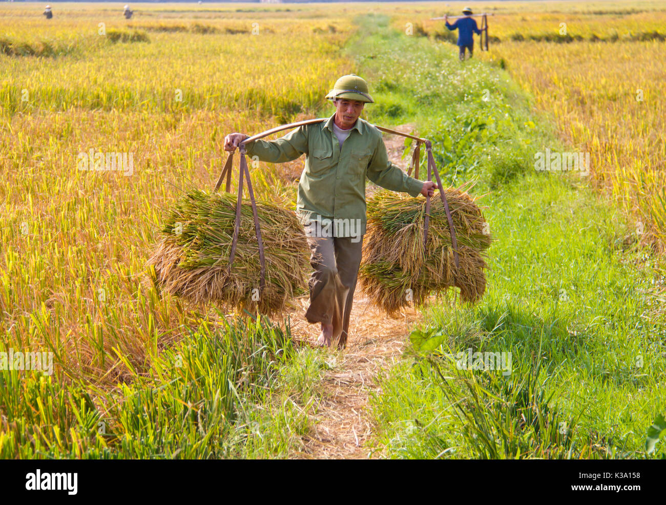 North Vietnamese farmer harvests field on Oct 25, 2011 Stock Photo - Alamy