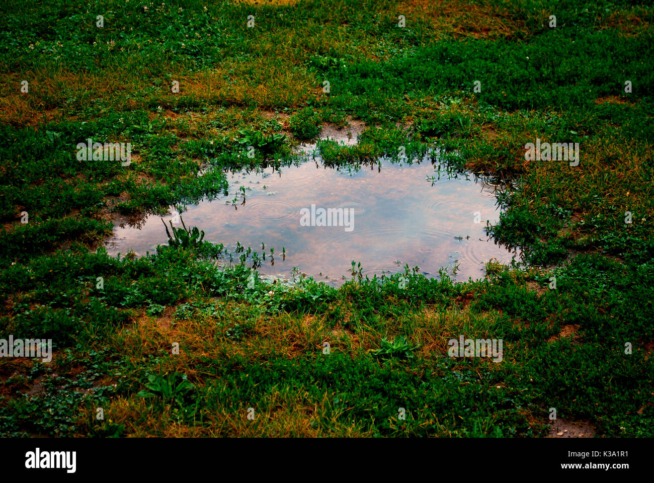Puddle grass hi-res stock photography and images - Alamy