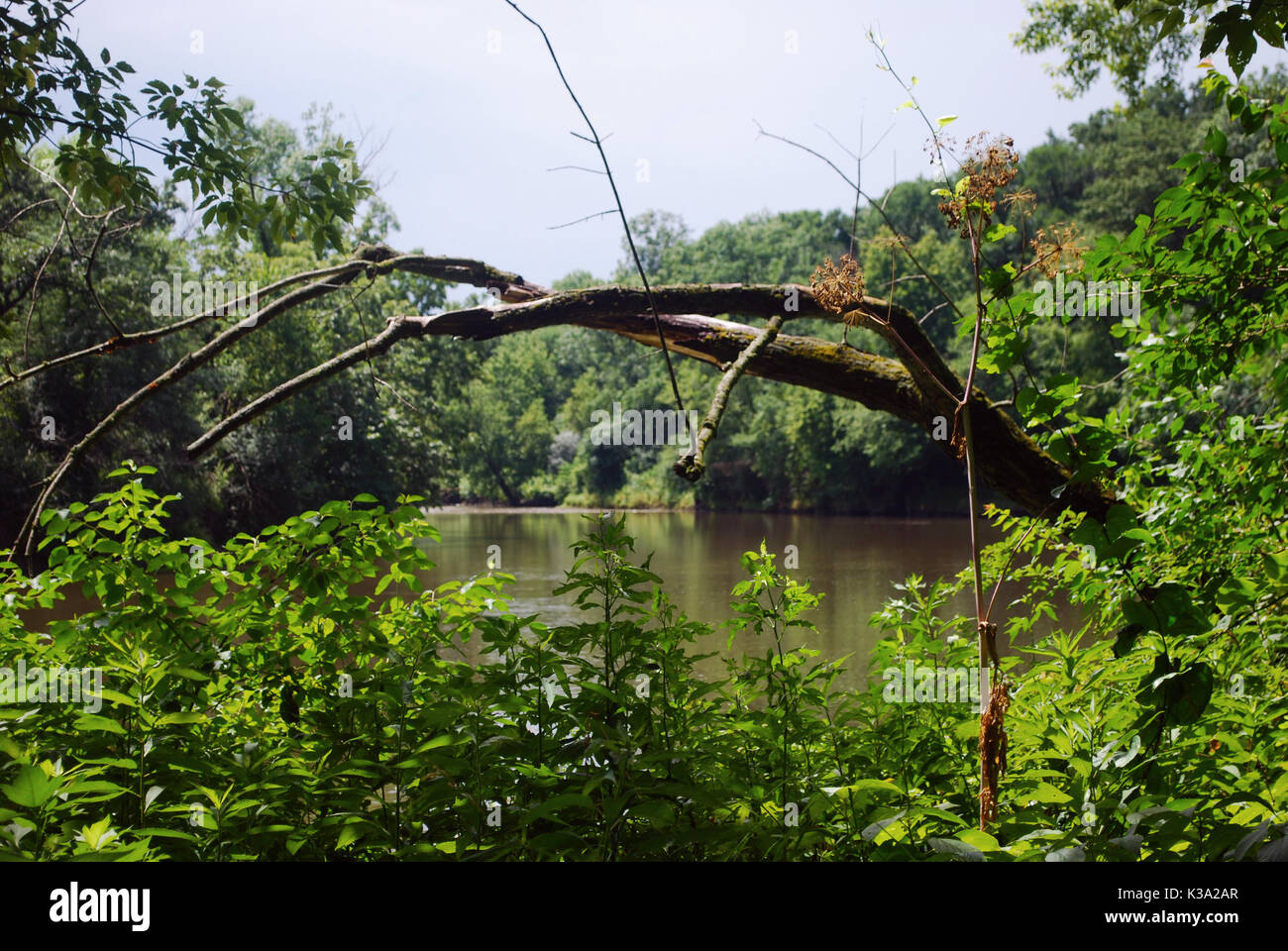 Beautiful green trees other hi-res stock photography and images - Alamy