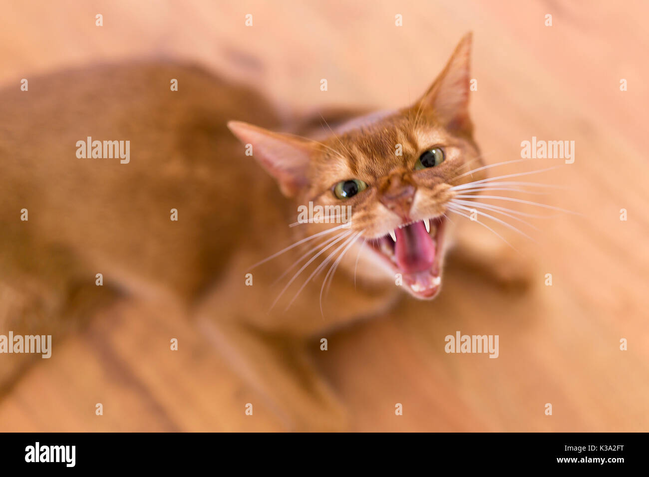 Angry yellow cat Stock Photo - Alamy