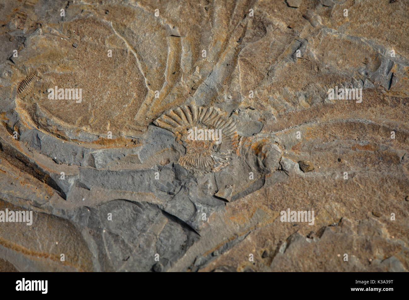 Fossil on rock at Jurassic Coast in Dorset, England Stock Photo - Alamy