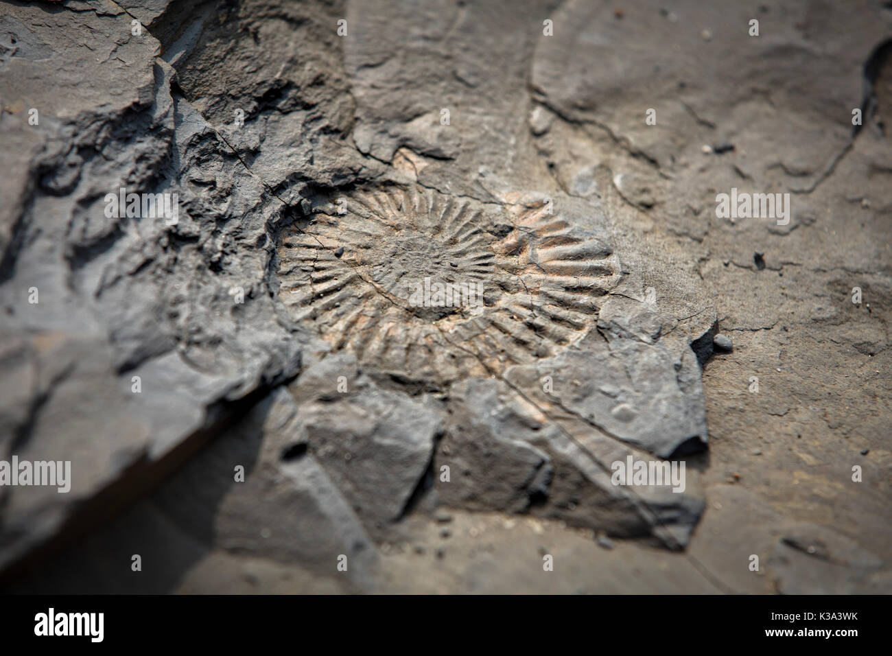 Fossil on rock at Jurassic Coast in Dorset England Stock Photo - Alamy