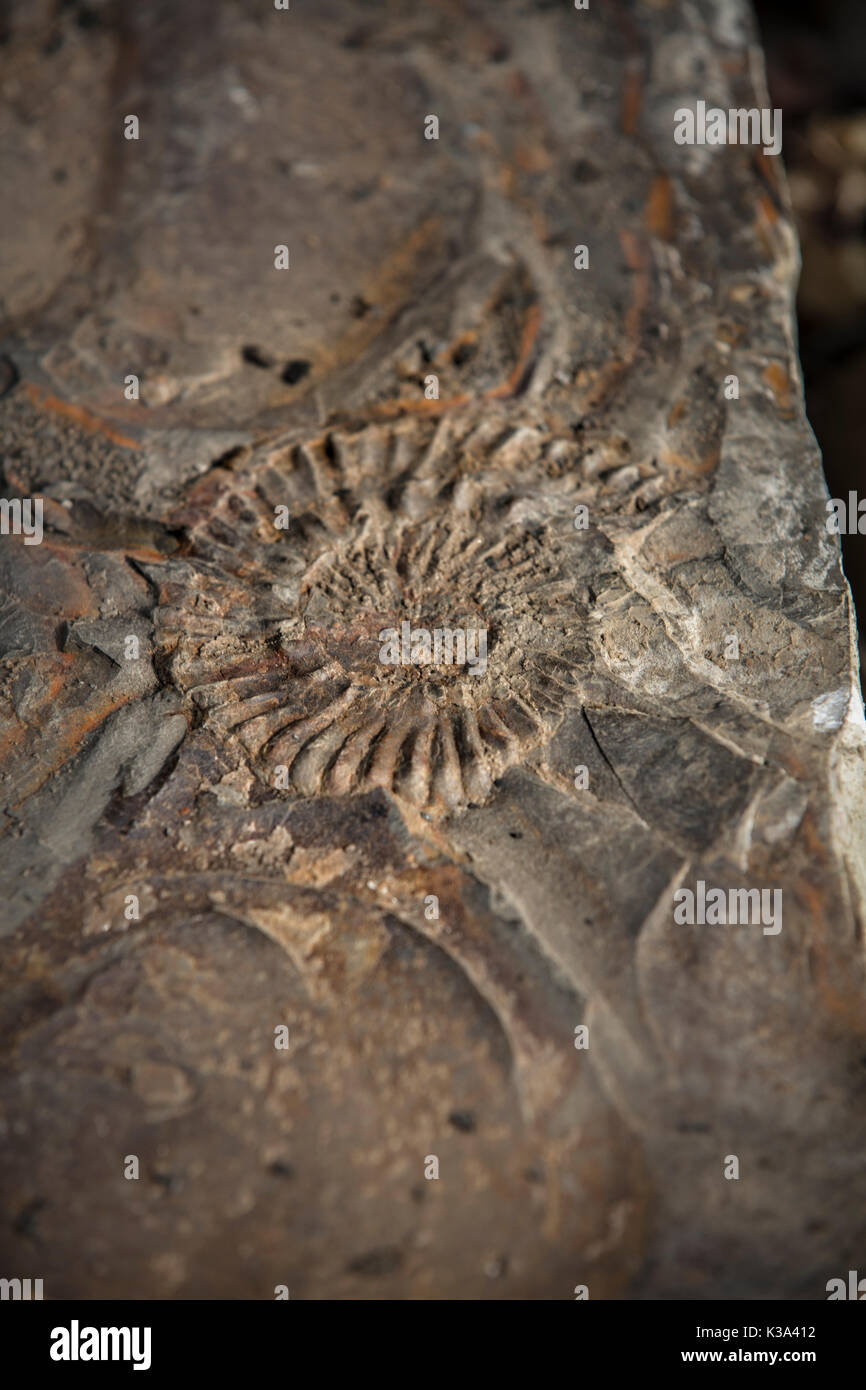 Fossil on rock hi-res stock photography and images - Alamy
