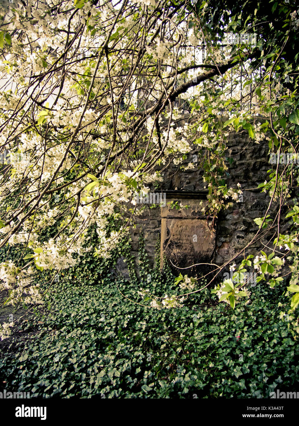Cemetery of the Kirk of the Canongate, Edinburgh Stock Photo - Alamy