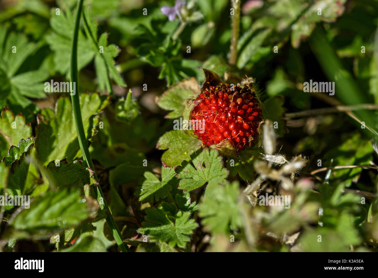 small wild strawberry in a meadow in the yard Stock Photo - Alamy