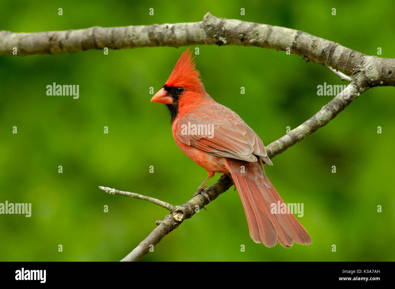 Small birds red cardinal hi-res stock photography and images - Alamy