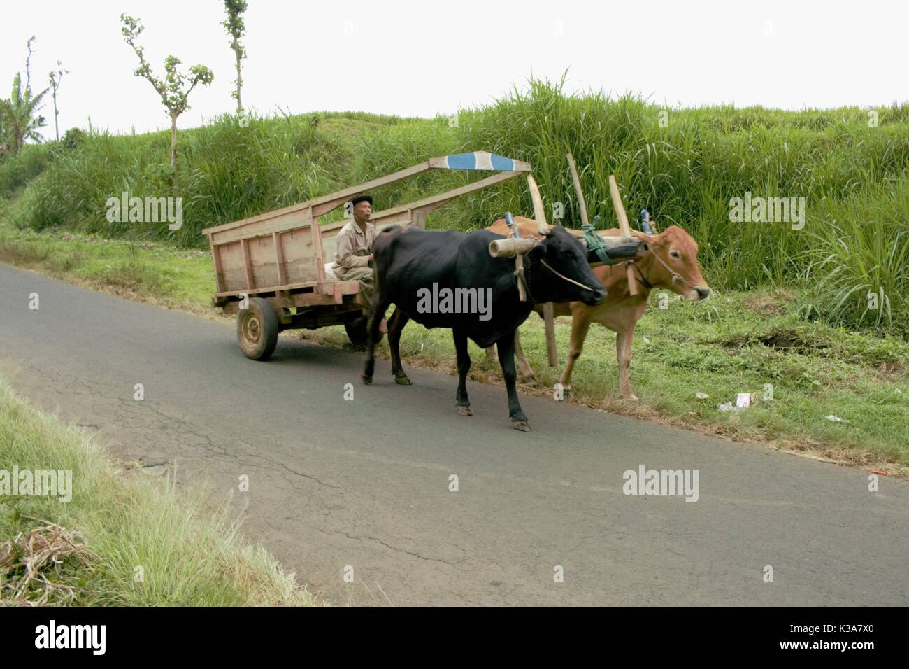 Cow drawn carriage hi-res stock photography and images - Alamy