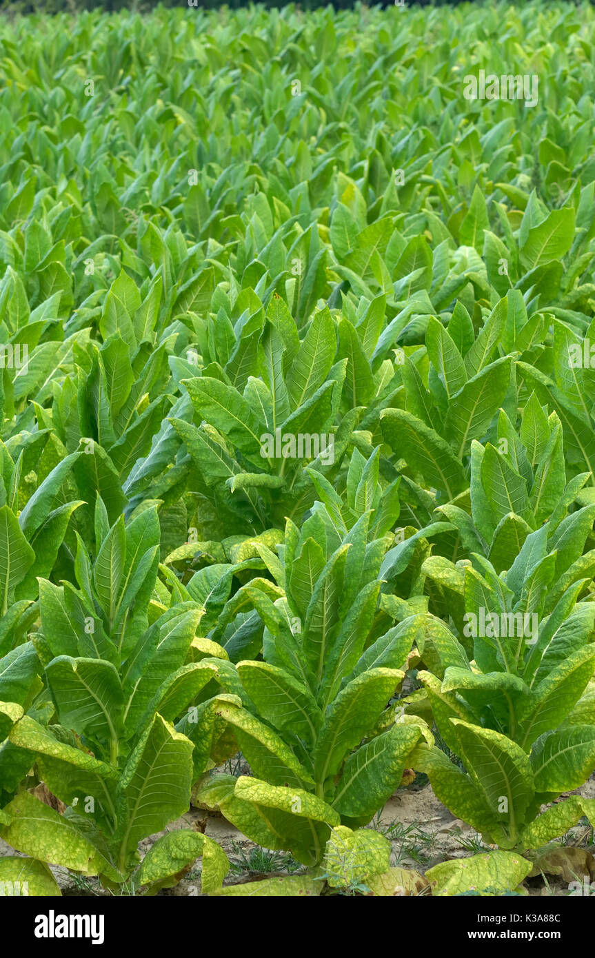 Nicotiana tabacum tobacco leaves hi-res stock photography and images ...