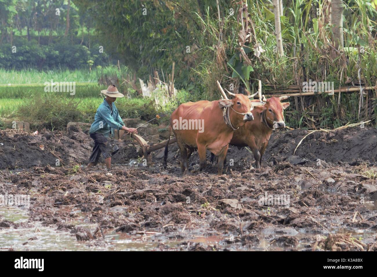 Cows plowing on rice fields, Malang - Indonesia Stock Photo - Alamy