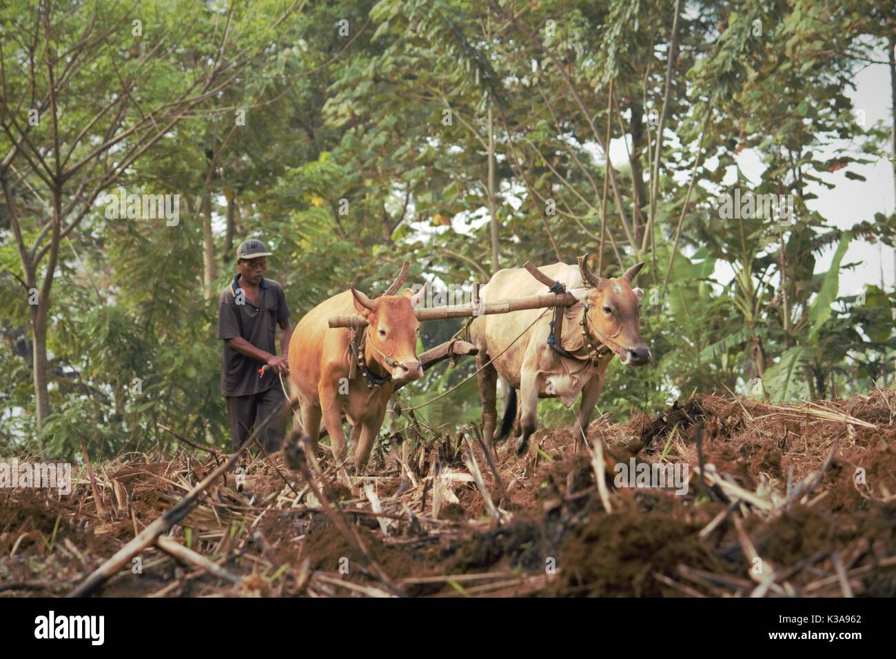 Indonesia sugarcane hi-res stock photography and images - Alamy