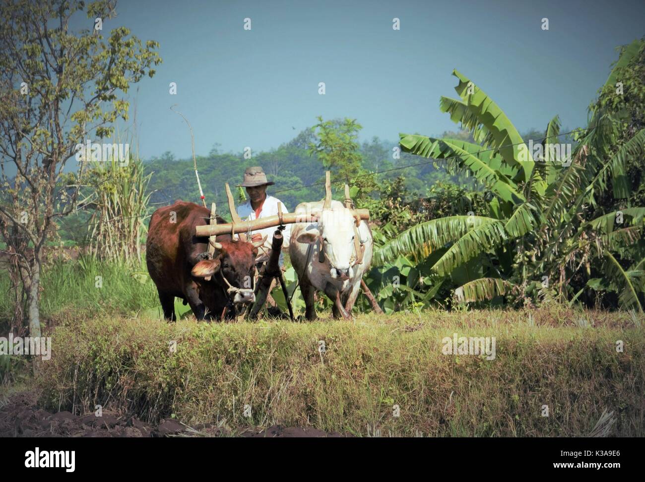 Cows plowing on rice fields, Malang - Indonesia Stock Photo - Alamy