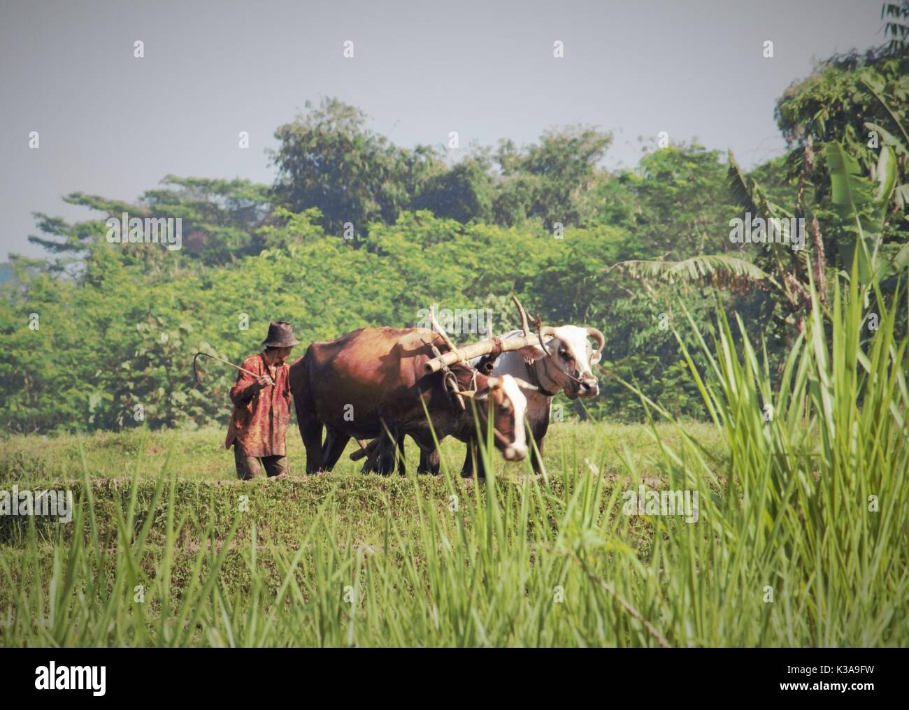 Cows plowing on rice fields, Malang - Indonesia Stock Photo - Alamy