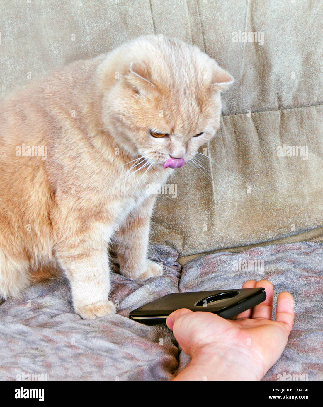 Green screen cat High Resolution Stock Photography and Images - Alamy