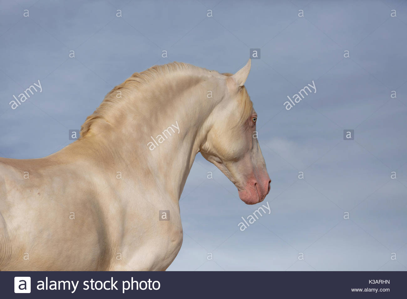 Lusitano High Resolution Stock Photography and Images - Alamy