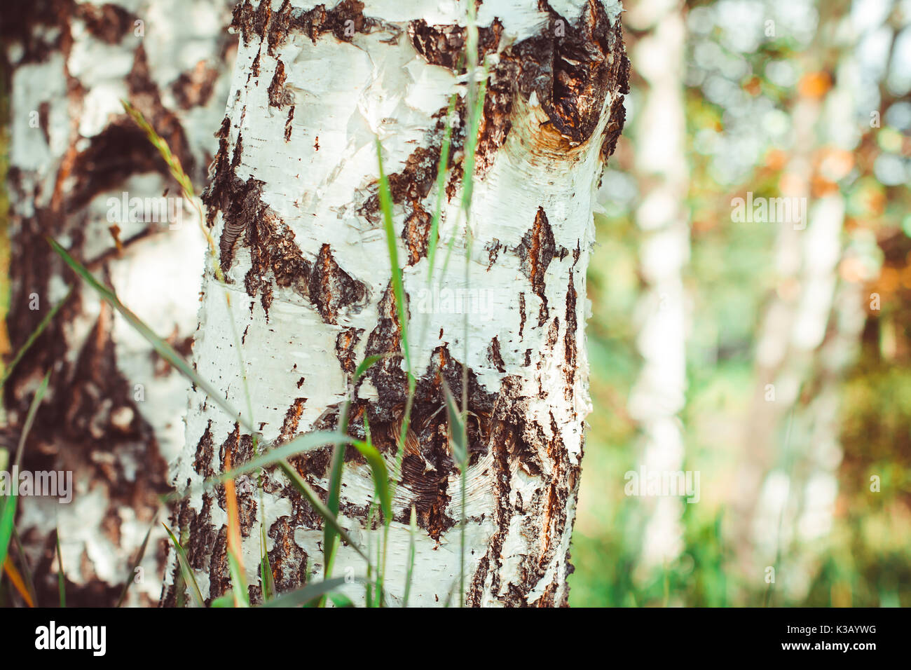 Russian silver birch tree hi-res stock photography and images - Alamy
