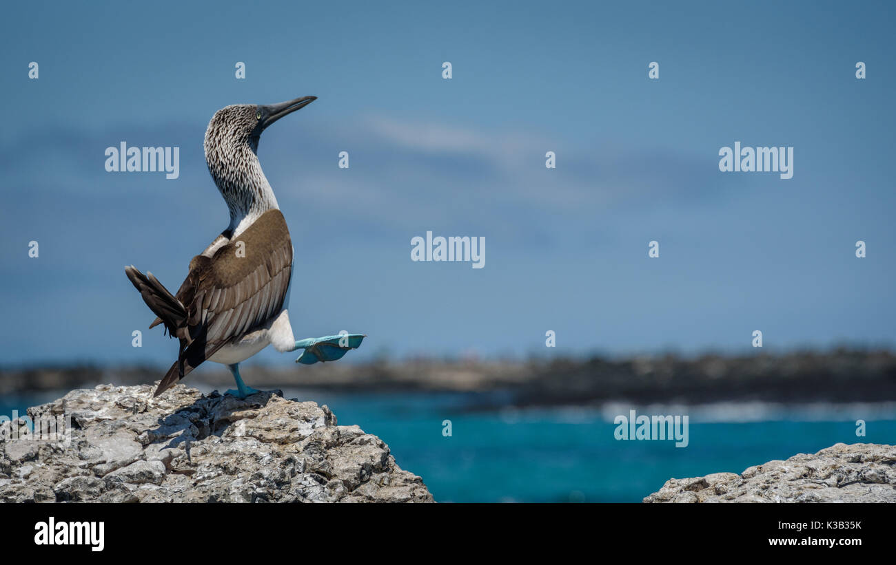 Blue footed bird hi-res stock photography and images - Alamy
