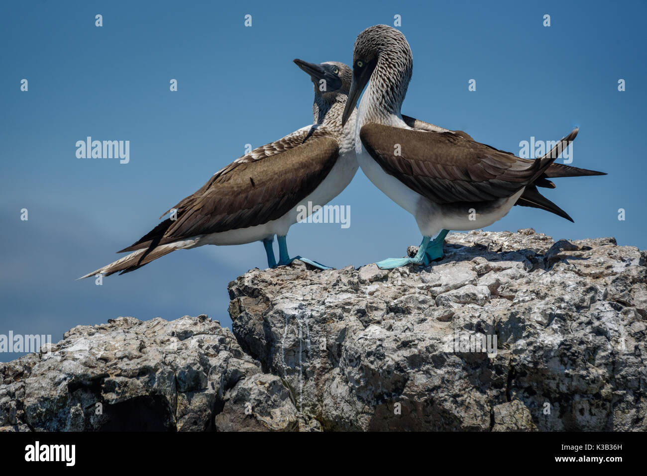 Blue footed bird hi-res stock photography and images - Alamy