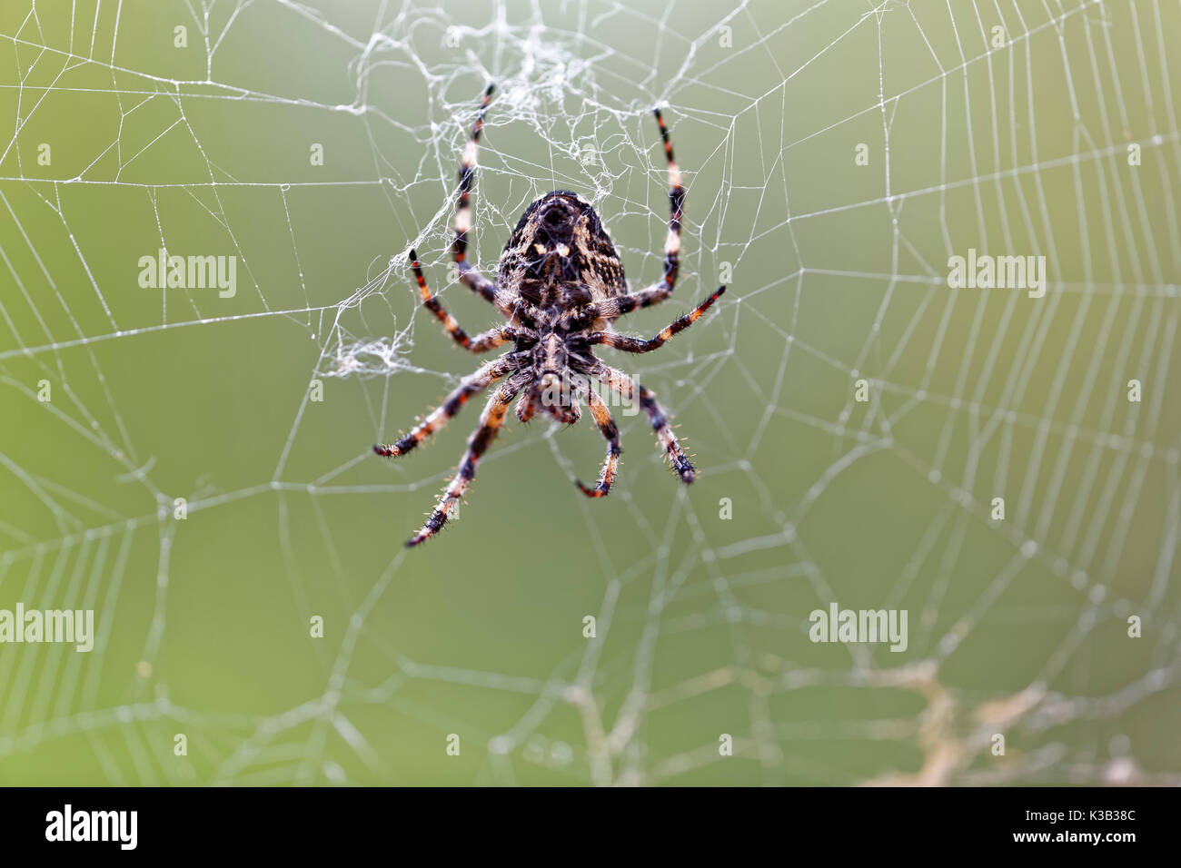 Cross spider (Araneus circe) in net, island Mljet, Dubrovnik-Neretva ...
