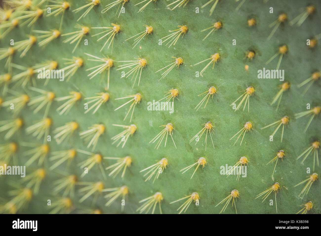 Cactus texture macro hi-res stock photography and images - Alamy