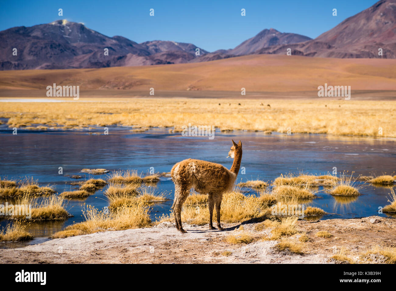 Vicugna vicuna hi-res stock photography and images - Alamy