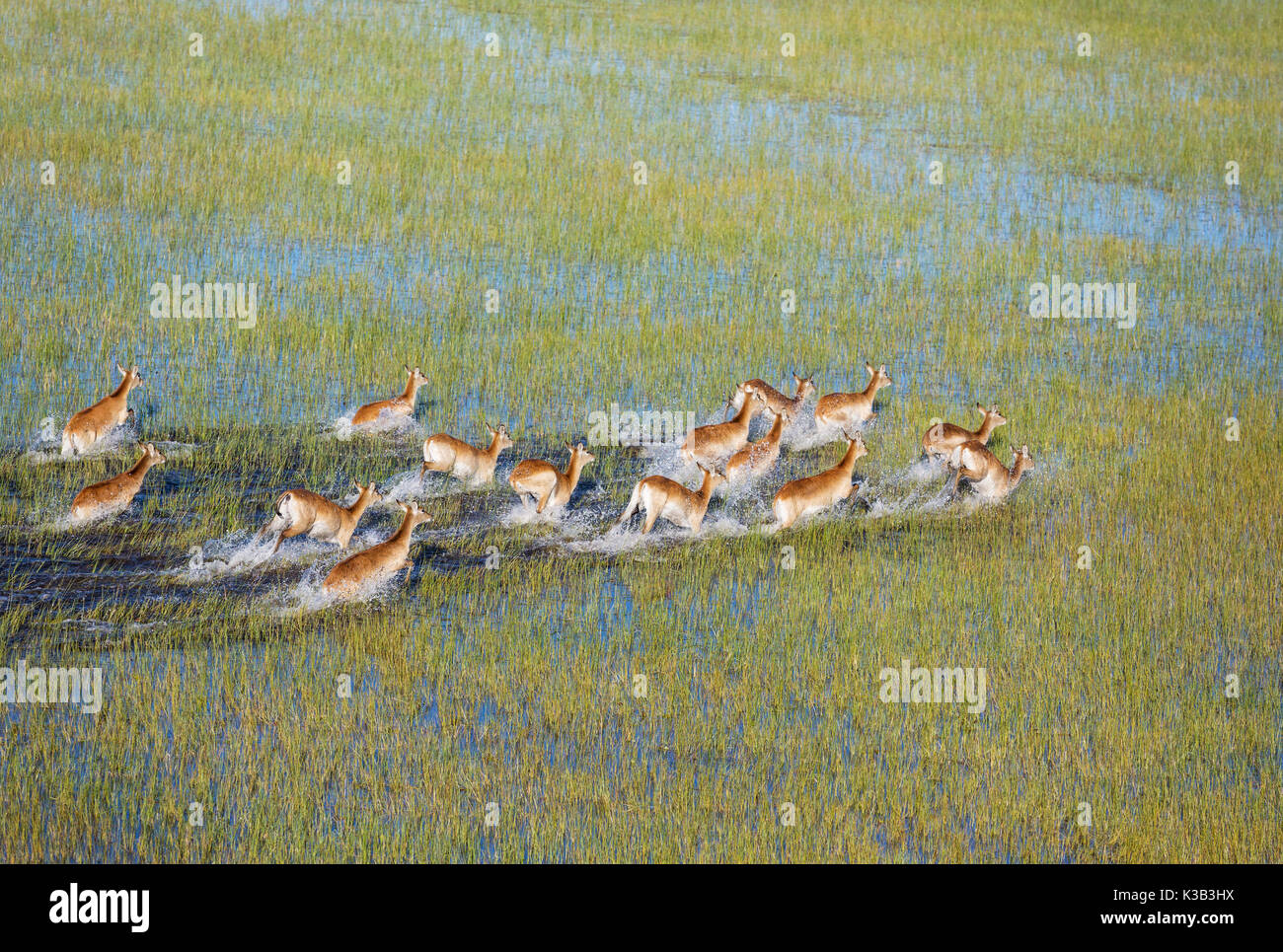 Red Lechwe (Kobus leche leche), running in a freshwater marsh, aerial ...