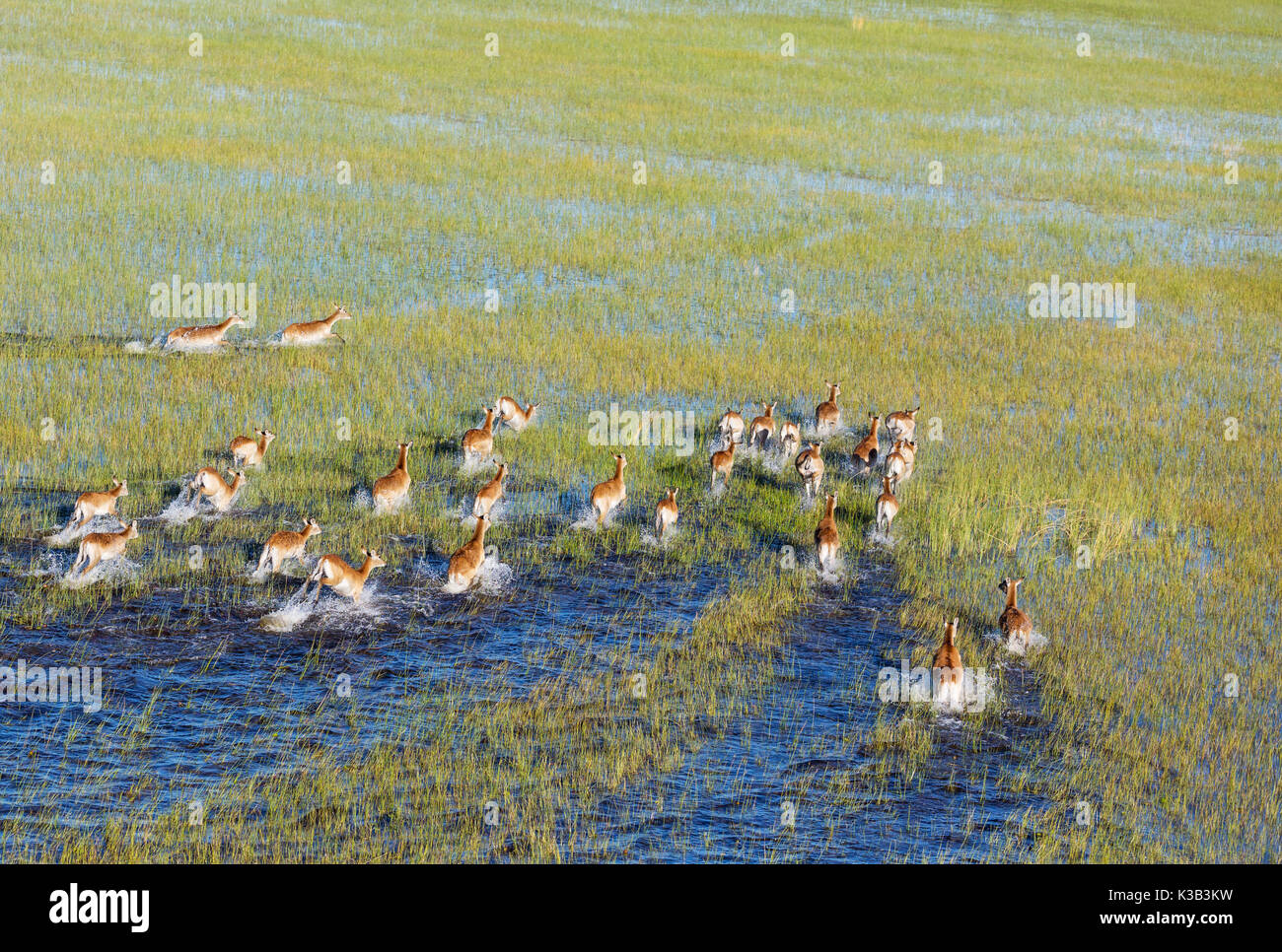 Red Lechwe (Kobus leche leche), running in a freshwater marsh, aerial ...