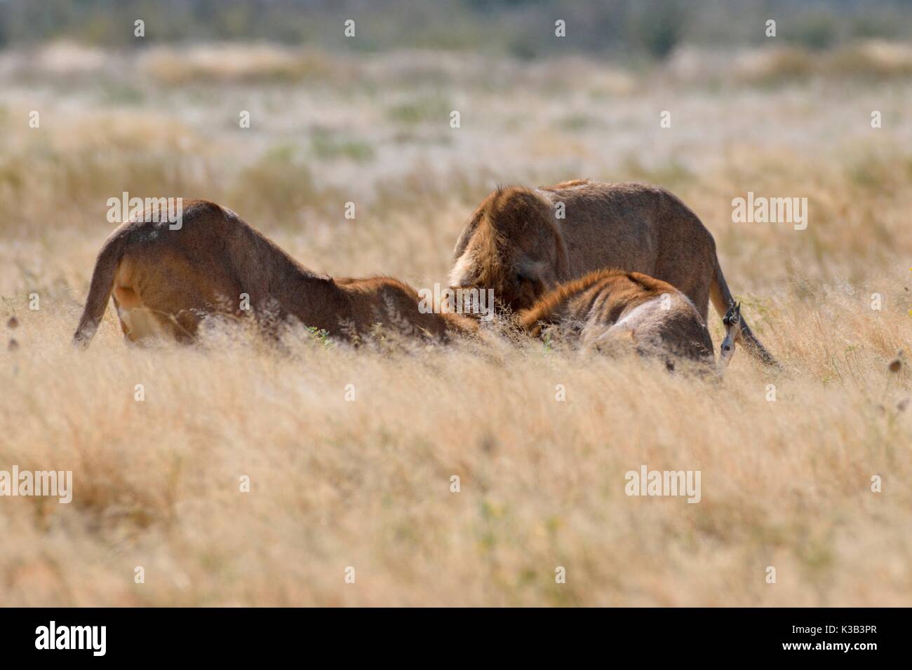 Dead springbok hi-res stock photography and images - Alamy