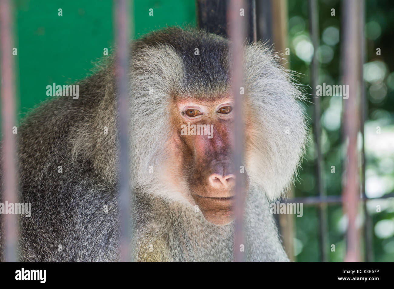 Baboon looking through the bars at the zoo Stock Photo - Alamy