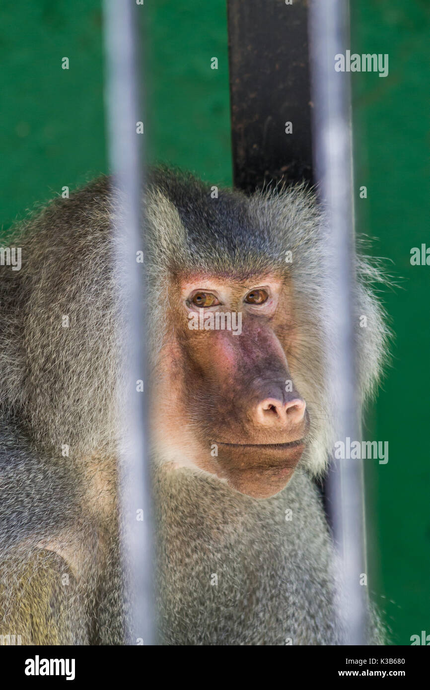 Looking Through The Bars High Resolution Stock Photography and Images ...