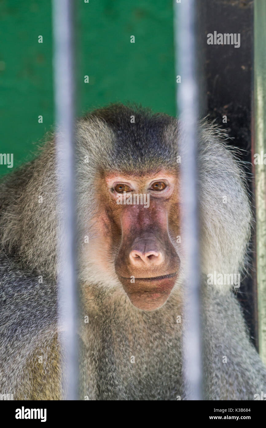 Baboon at the zoo hi-res stock photography and images - Alamy