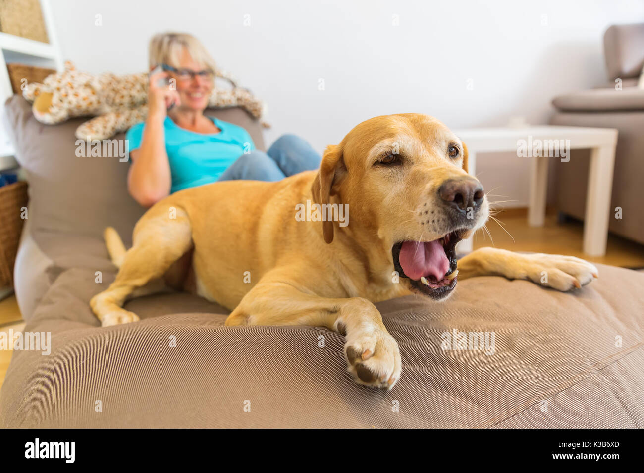 labrador retriever lies on a seating furniture while a mature woman is ...