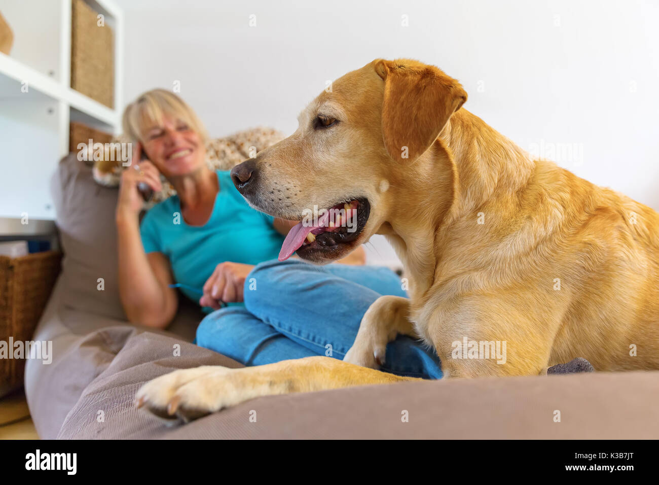 labrador retriever lies on a seating furniture while a mature woman is ...