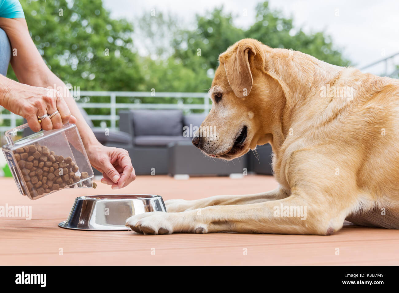 Labrador bowl food hi-res stock photography and images - Alamy