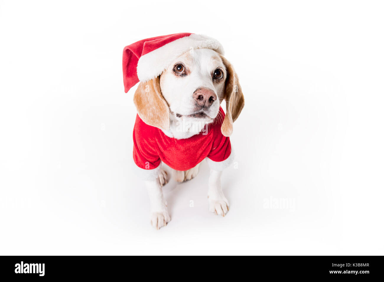 puppy christmas Beagle on white background Stock Photo - Alamy
