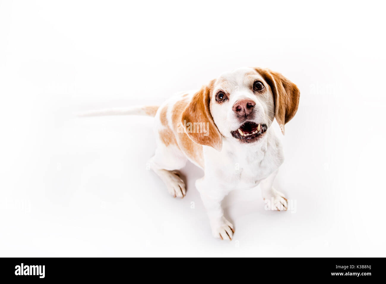 puppy Beagle on white background Stock Photo - Alamy