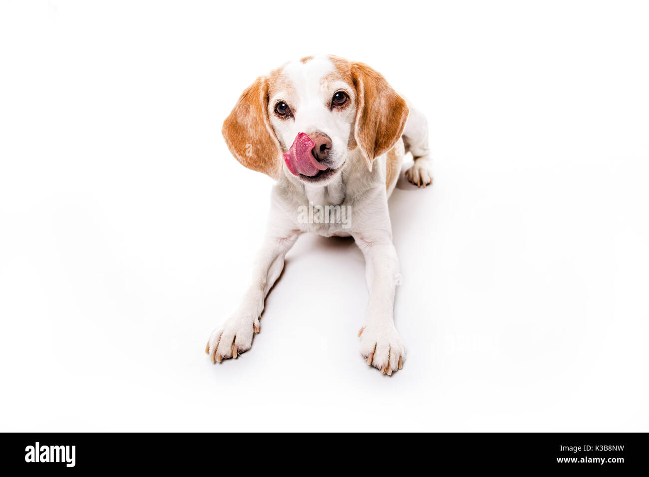puppy Beagle on white background Stock Photo - Alamy
